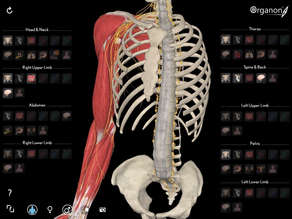 3D Organon Anatomy iso - Damas Wiki